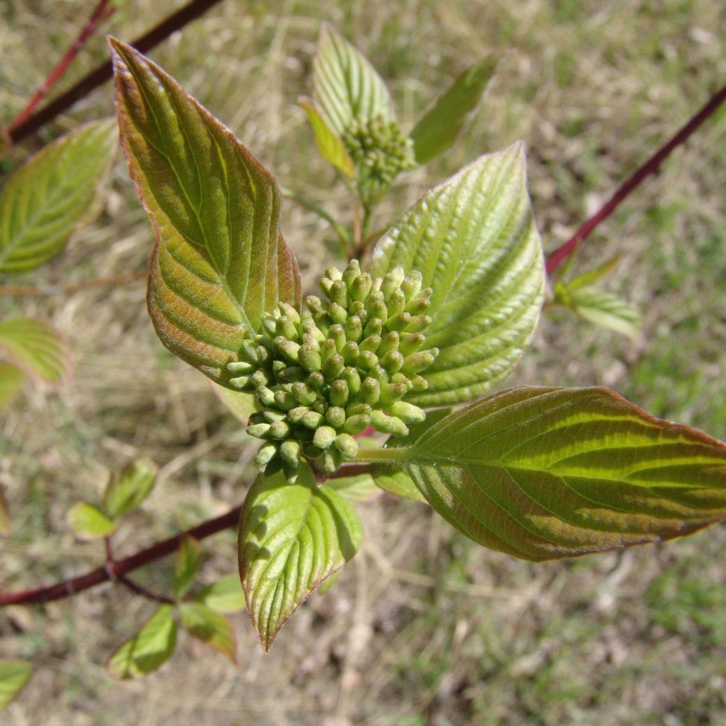 Red-osier Dogwood | W.H. Perron