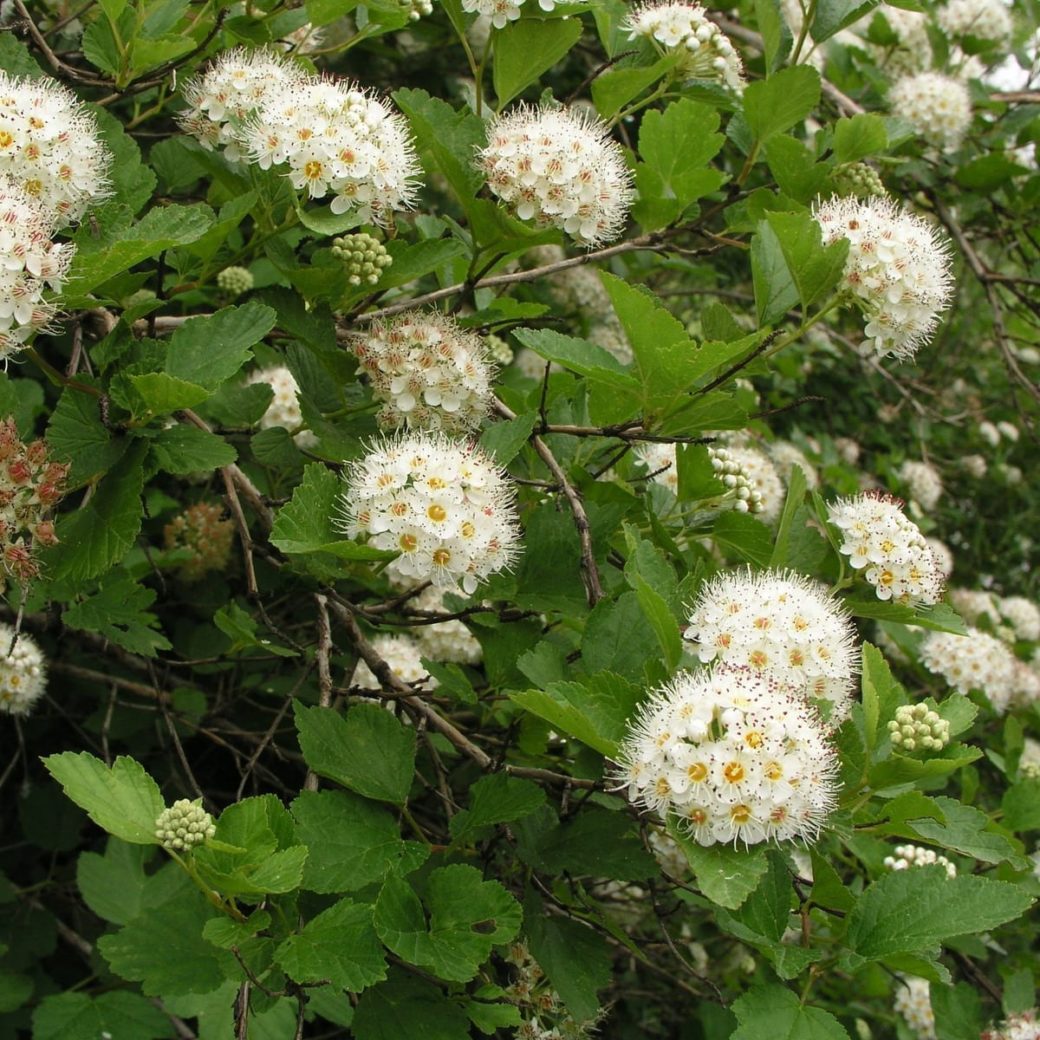 Nine-bark | W.H. Perron