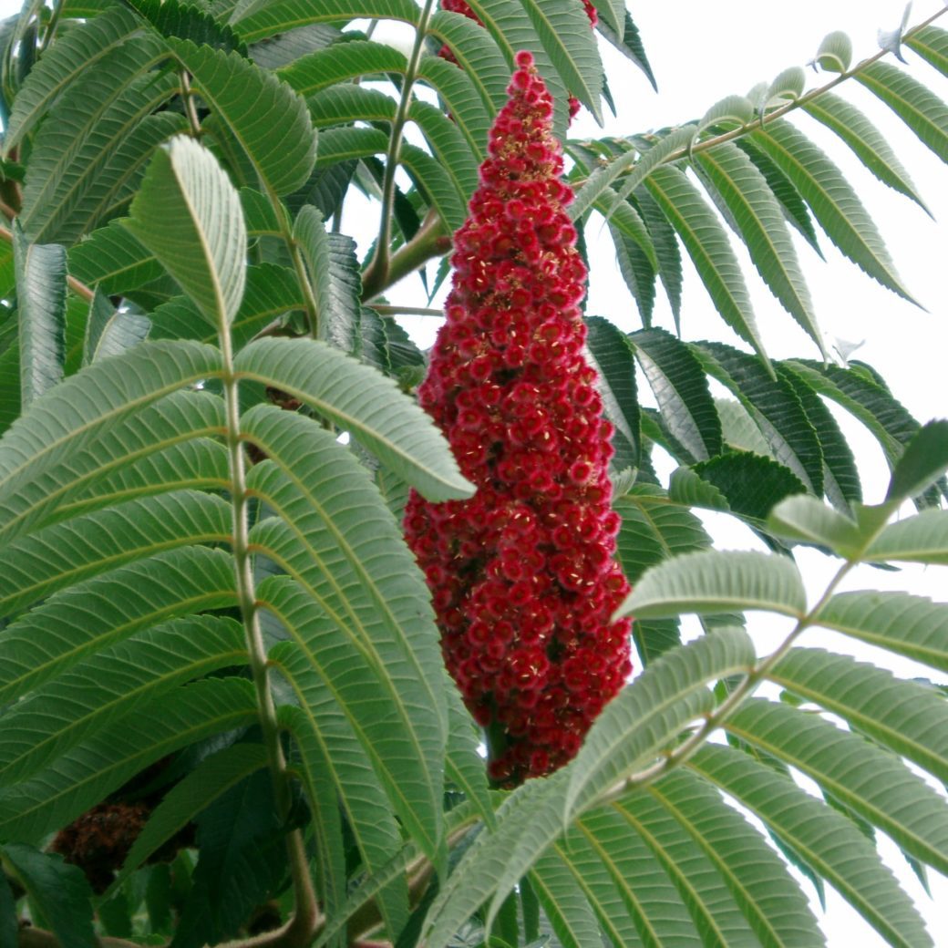 Vinegar-tree | W.H. Perron