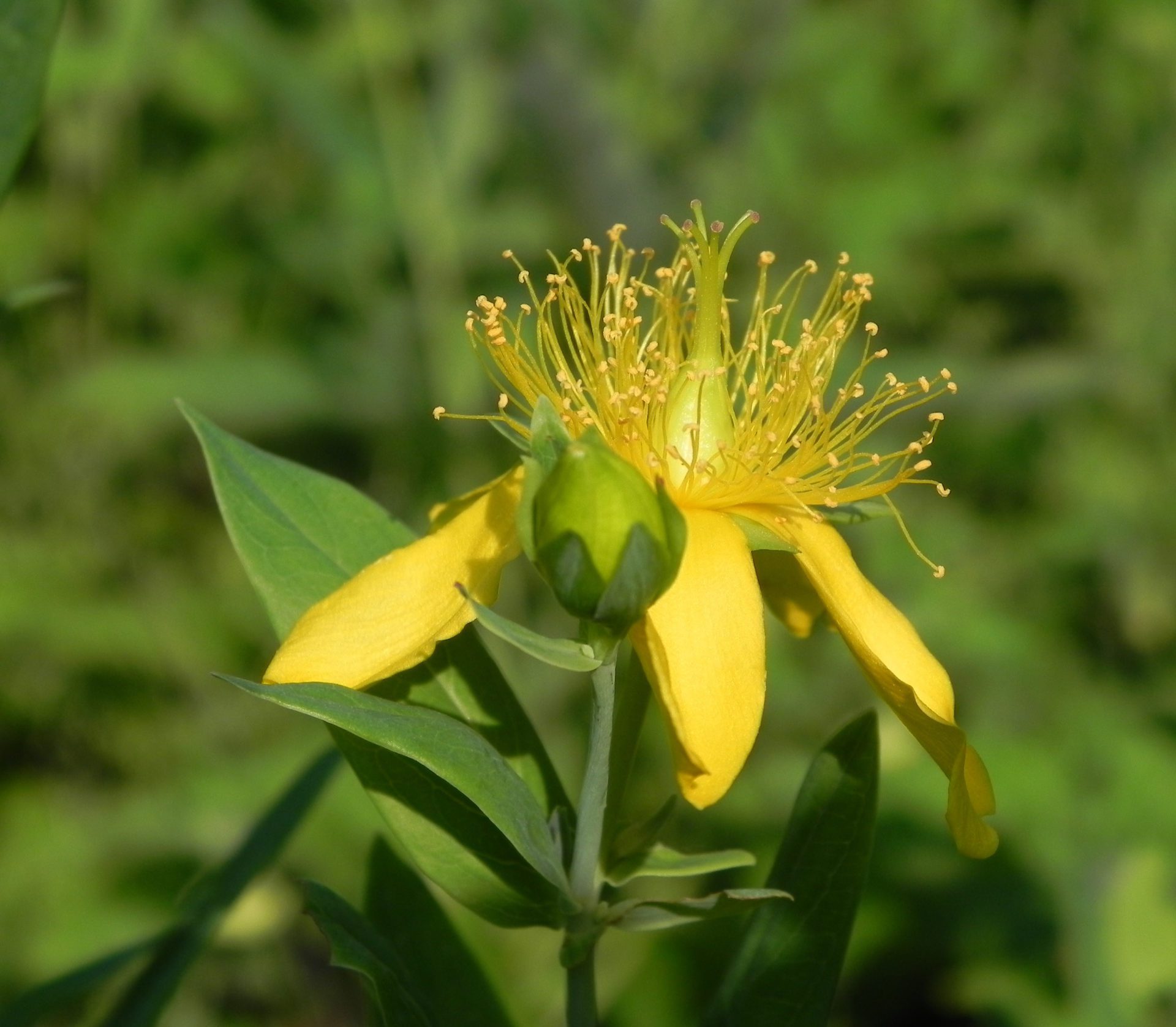 Giant St.John'swort | W.H. Perron