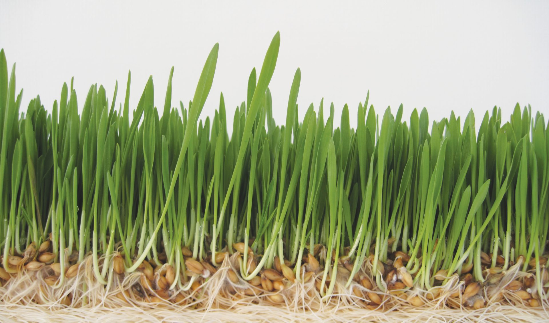 Sprouts/Microgreens Hard Red Winter Wheat | W.H. Perron