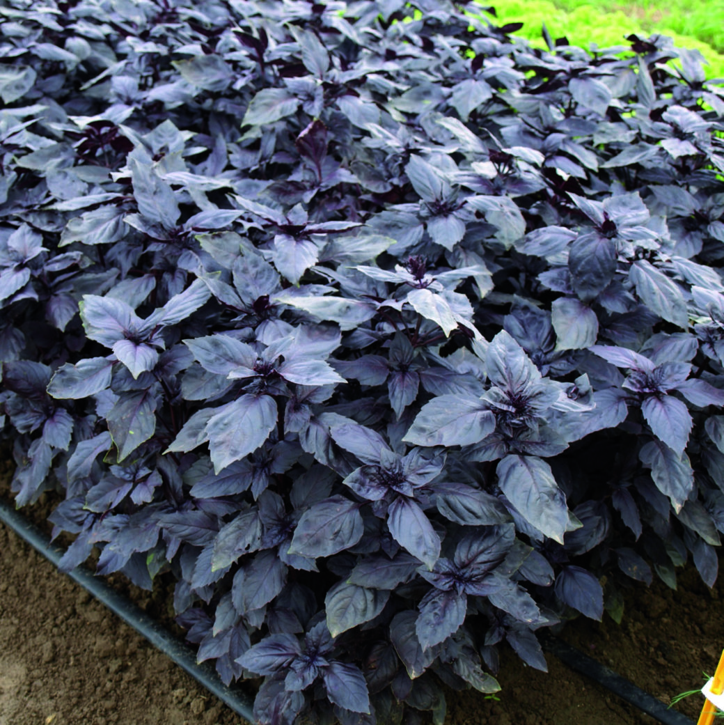 Basil Rosie (Red) | W.H. Perron