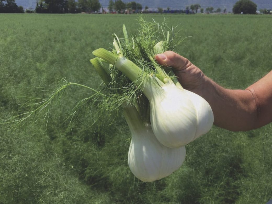 Fennel Dragon F1 | W.H. Perron