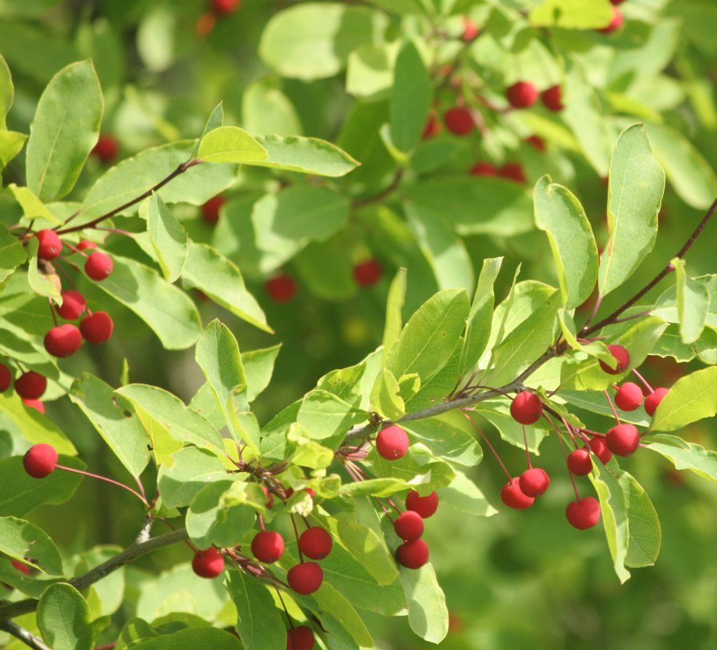 Wild holly | W.H. Perron