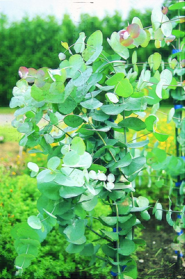 Gum Tree Silverdrop | W.H. Perron