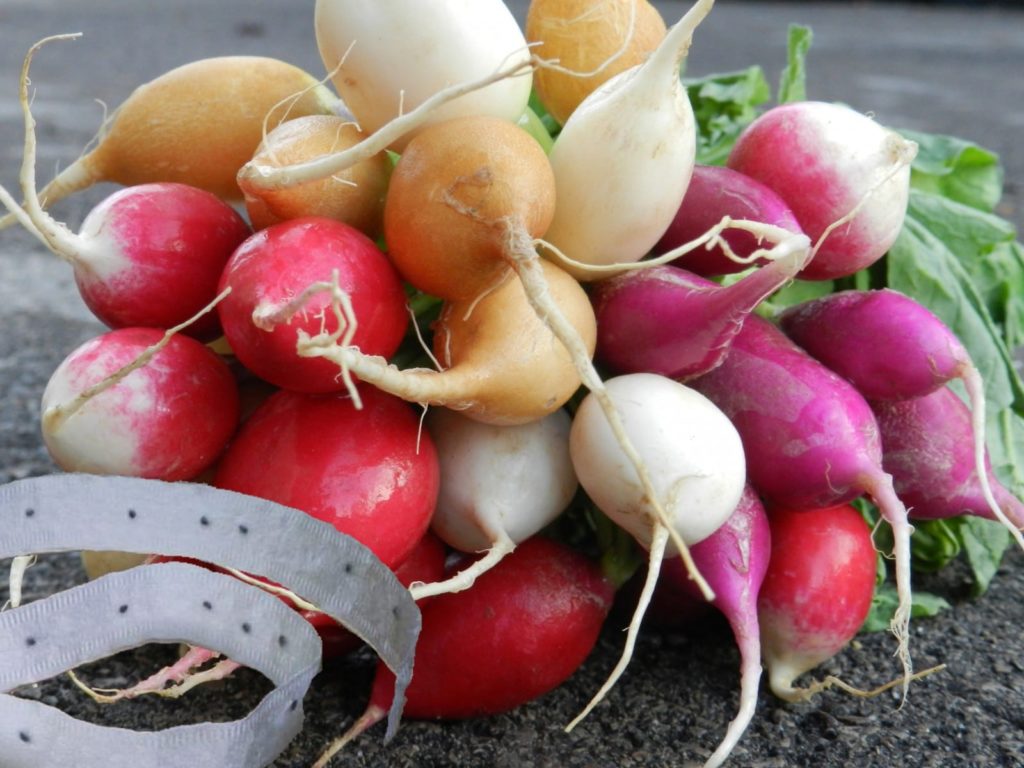 Tape Radish Mix | W.H. Perron