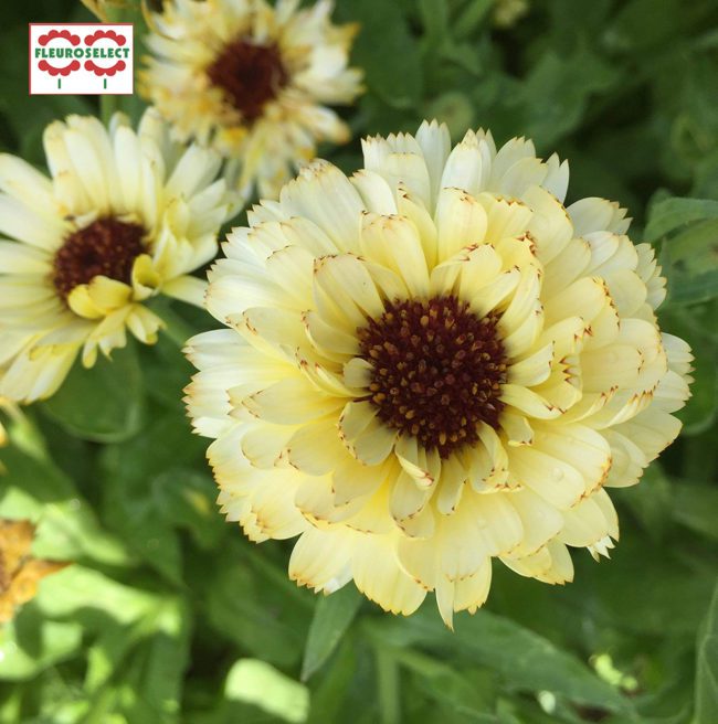 Calendula Snow Princess | W.H. Perron