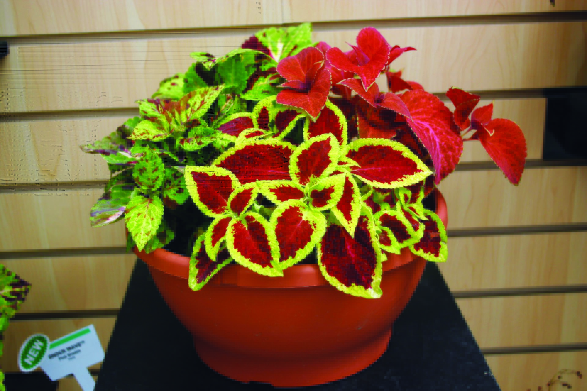 Coleus Wizard® Mix | W.H. Perron