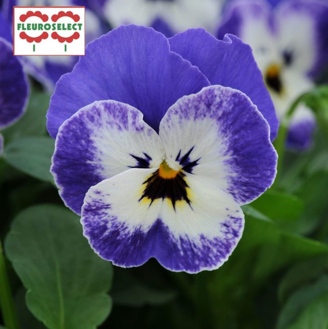 Viola Sorbet® Xp Delft Blue F1 | W.H. Perron