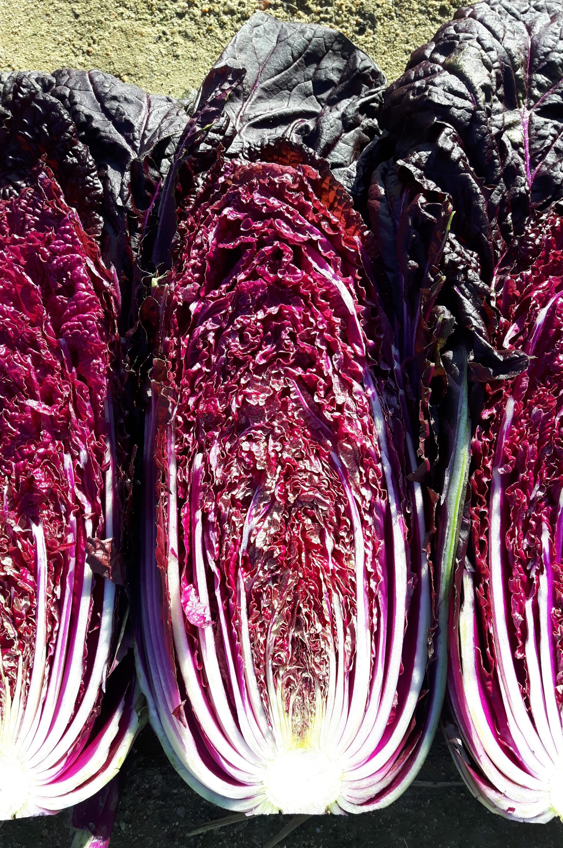 Chinese Cabbage Scansie F1 | W.H. Perron