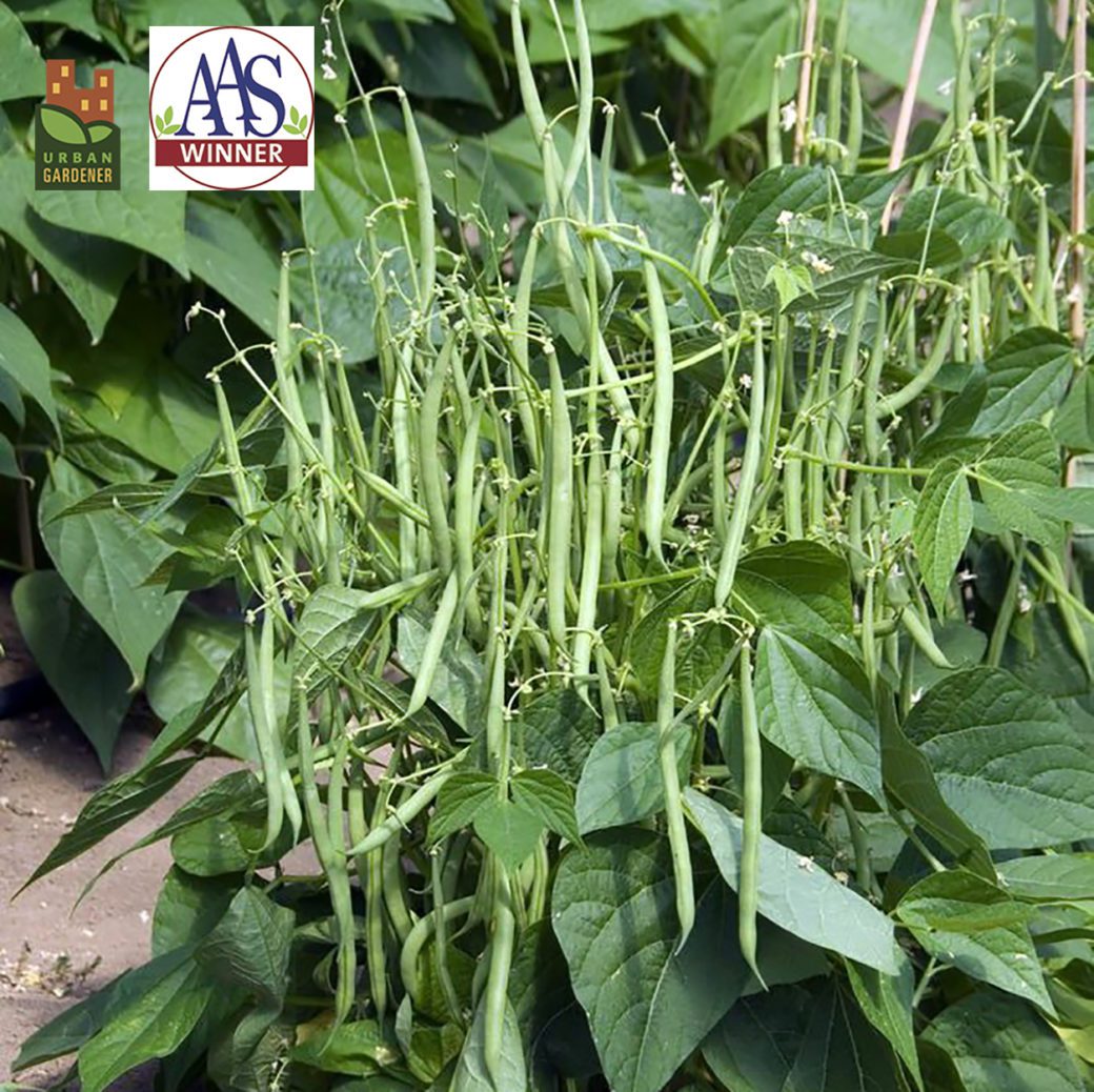 Bush bean Mascotte | W.H. Perron
