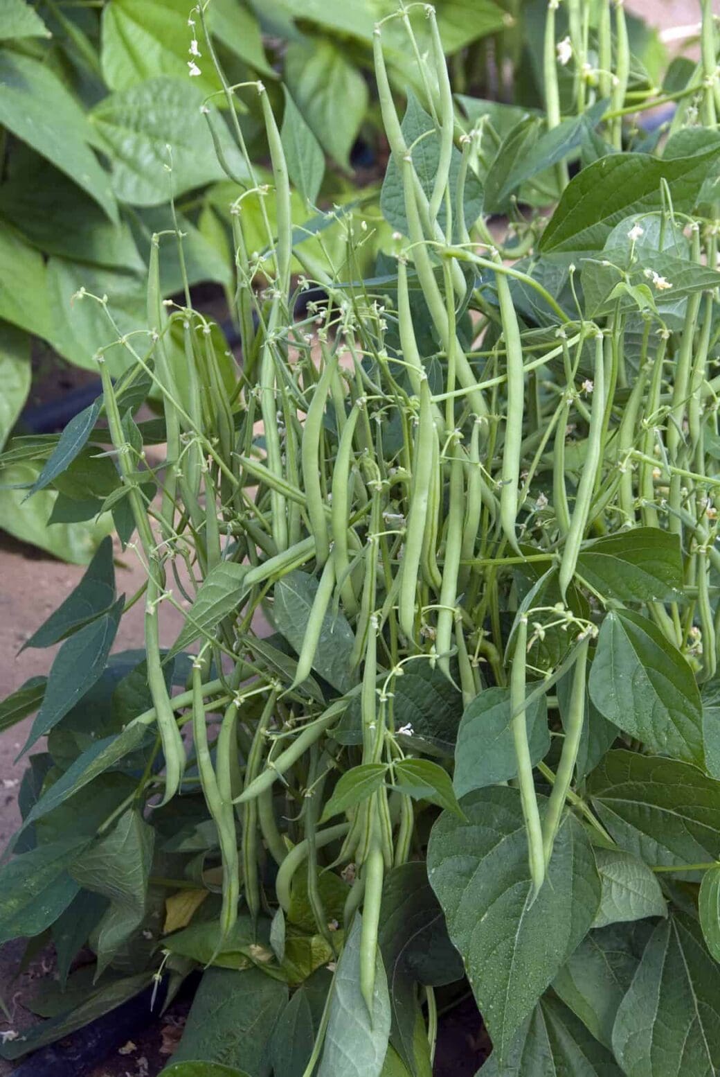 Bush bean Mascotte | W.H. Perron