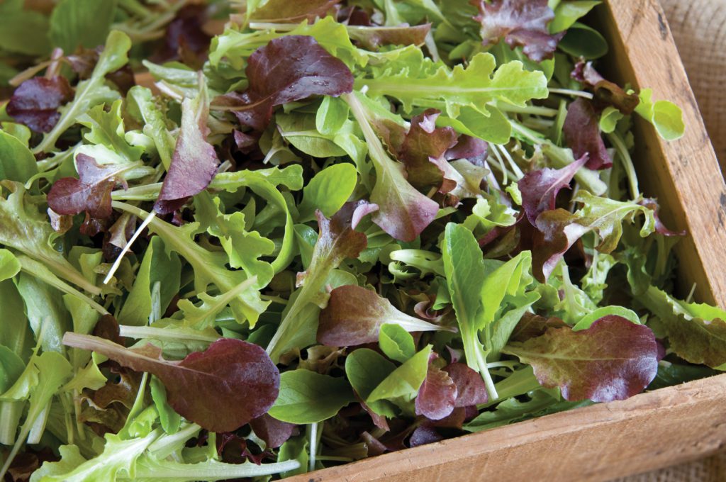 Lettuce Mesclun Mix | W.H. Perron