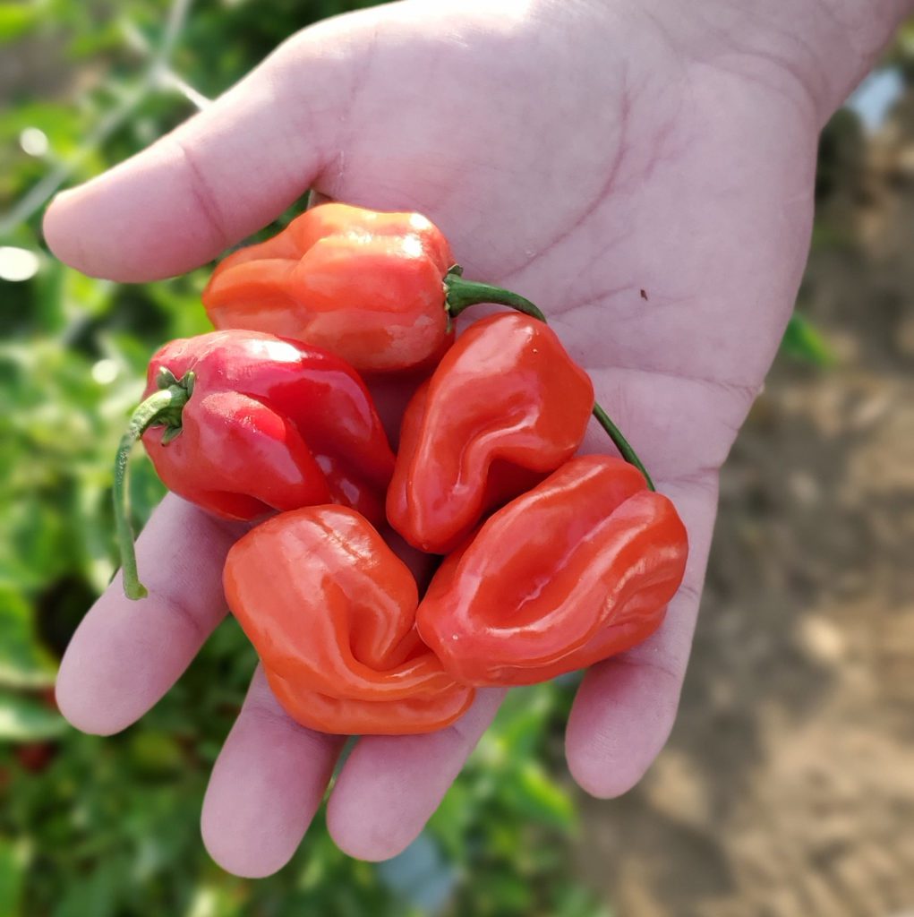 Hot Pepper Velociraptor (Habanero) Red F1 | W.H. Perron