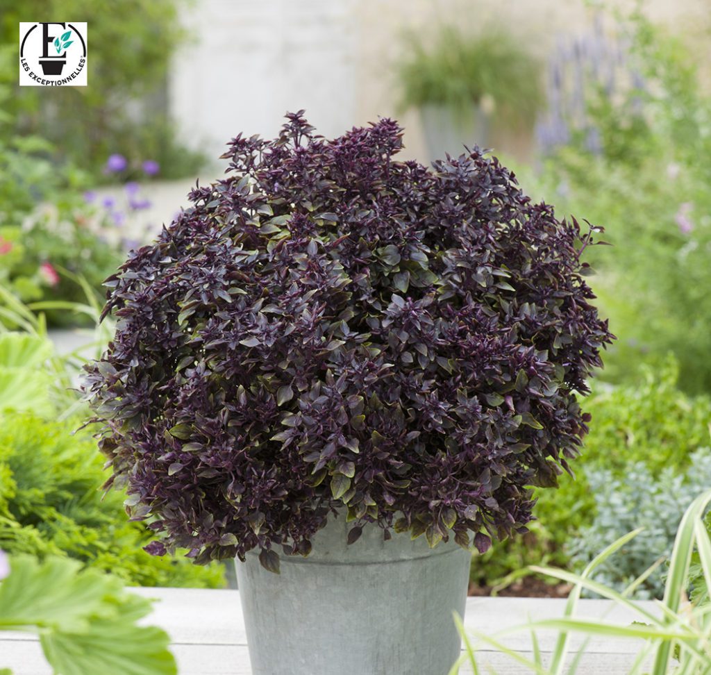 Basil Purple Ball | W.H. Perron
