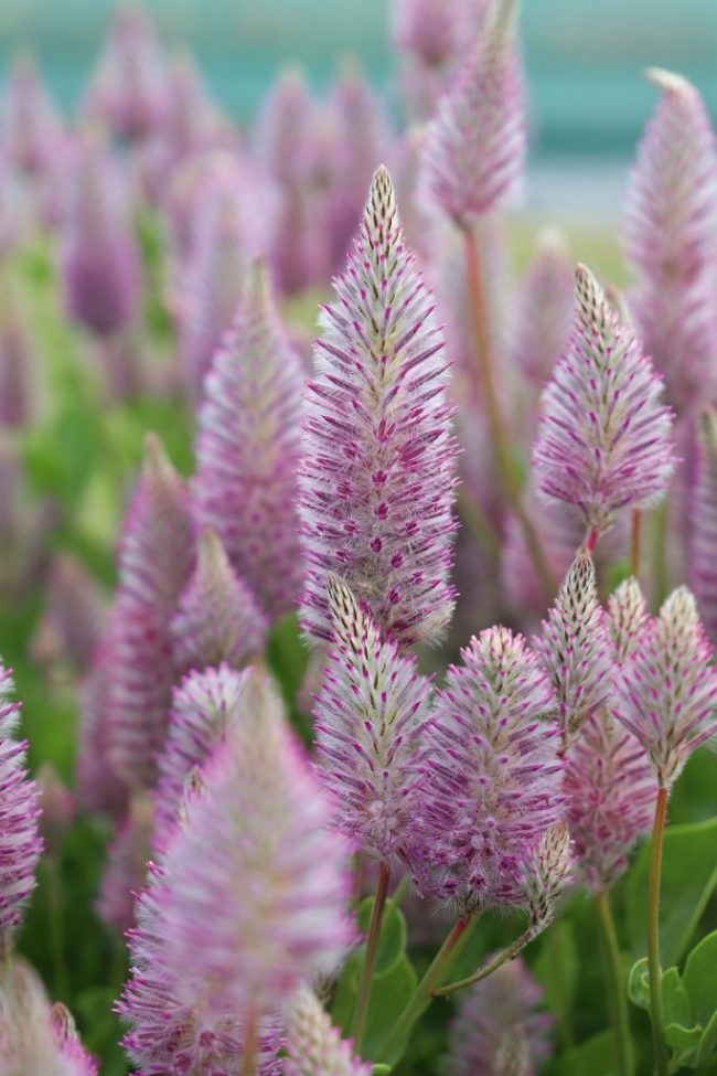 Ptilotus Matilda | W.H. Perron