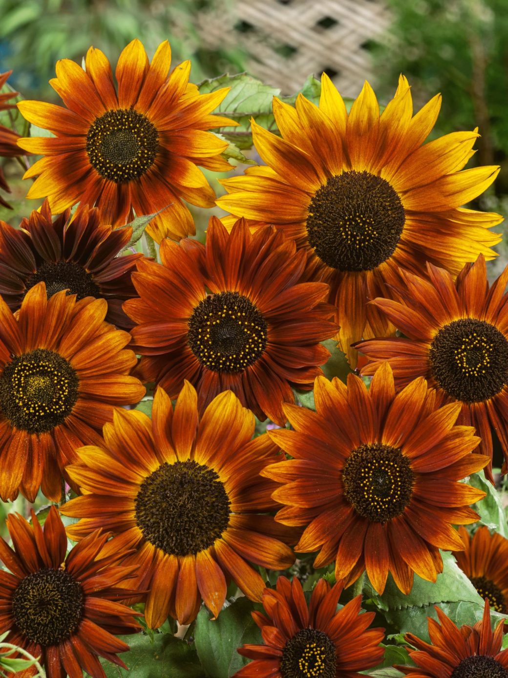 Sunflower Earthwalker | W.H. Perron