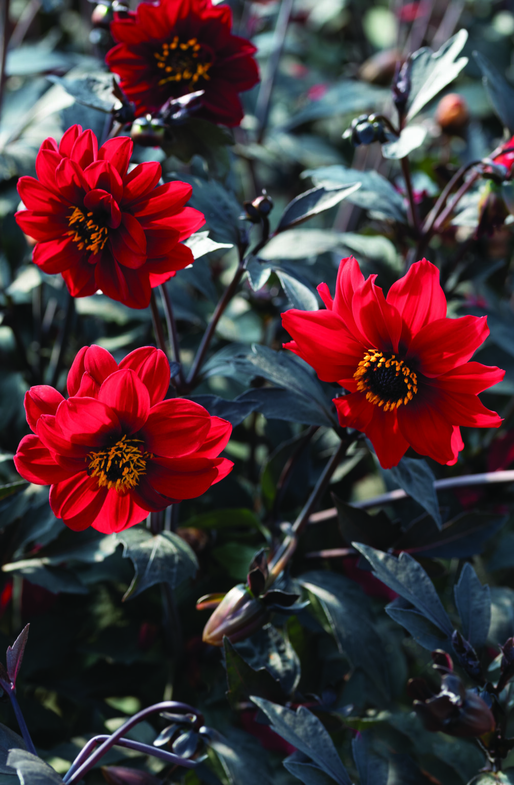 Dahlia Black Forest™ Ruby | W.H. Perron