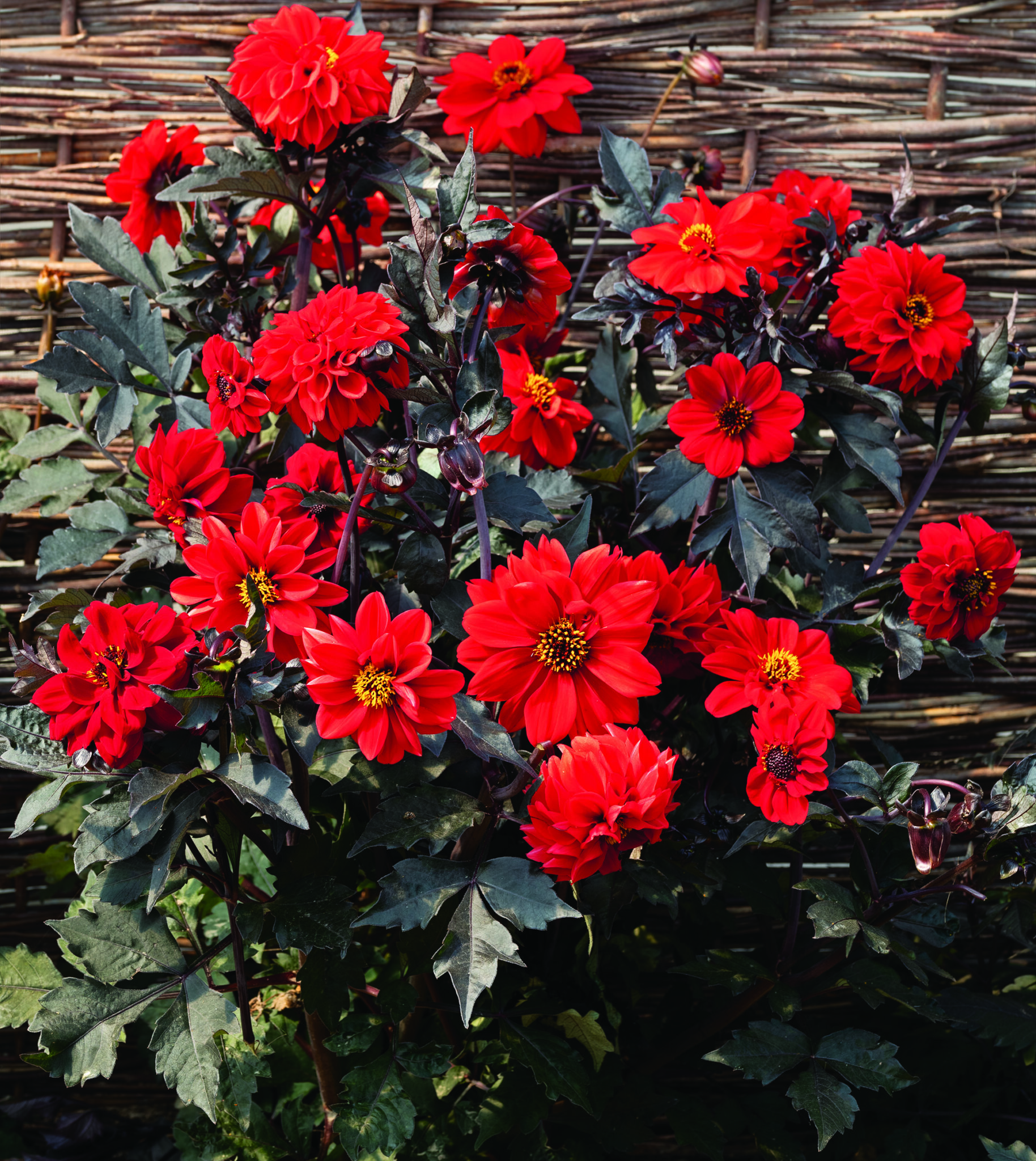 Dahlia Black Forest™ Ruby | W.H. Perron