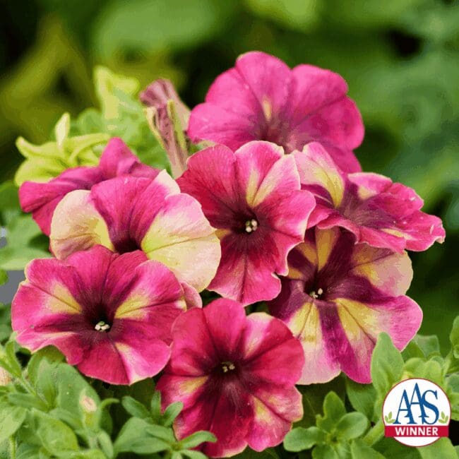Petunia Shake™ Raspberry F1 | W.H. Perron