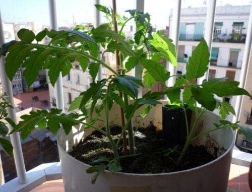 Cultivez vos plants de tomates en pots | W.H. Perron
