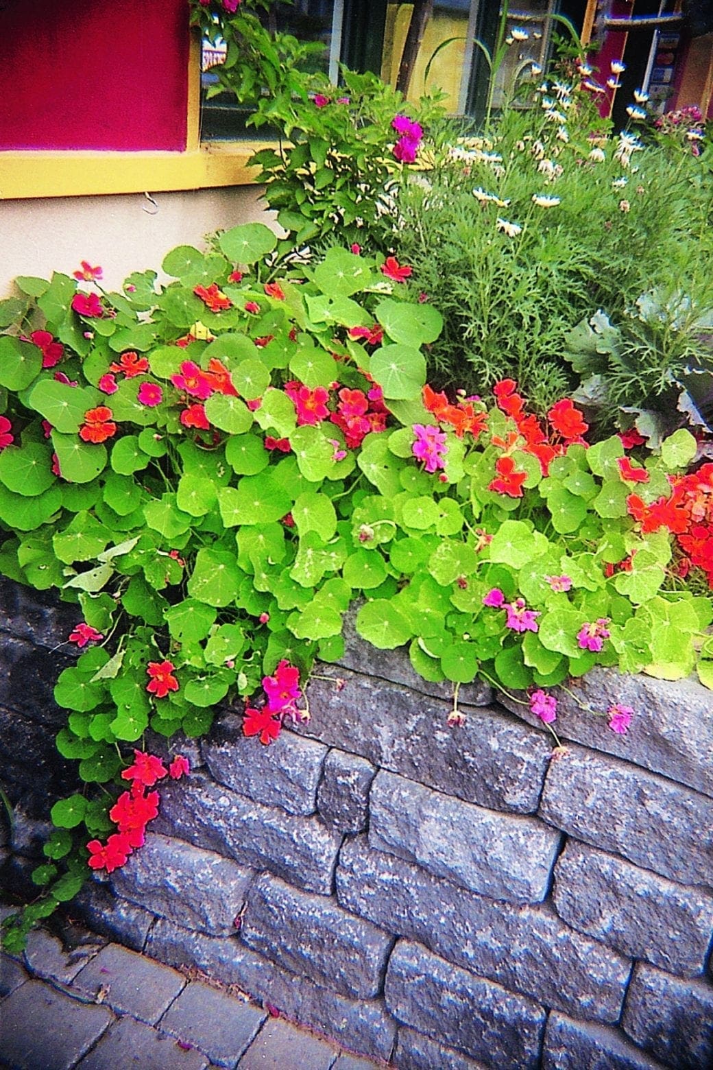 Capucine California Giants Mélange | W.H. Perron