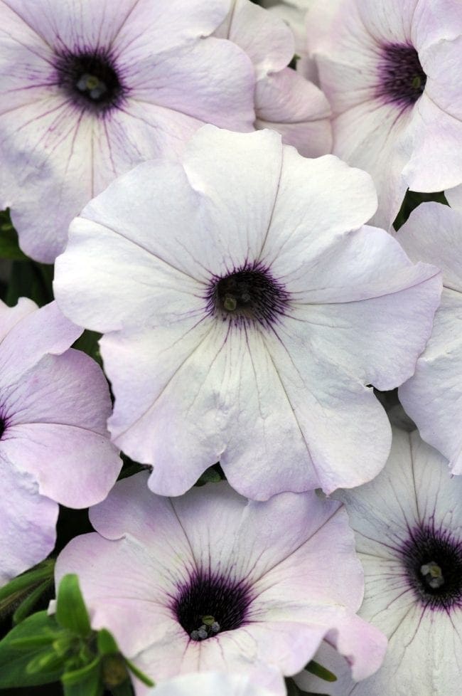 Pétunia Easy Wave® Silver F1 | W.H. Perron