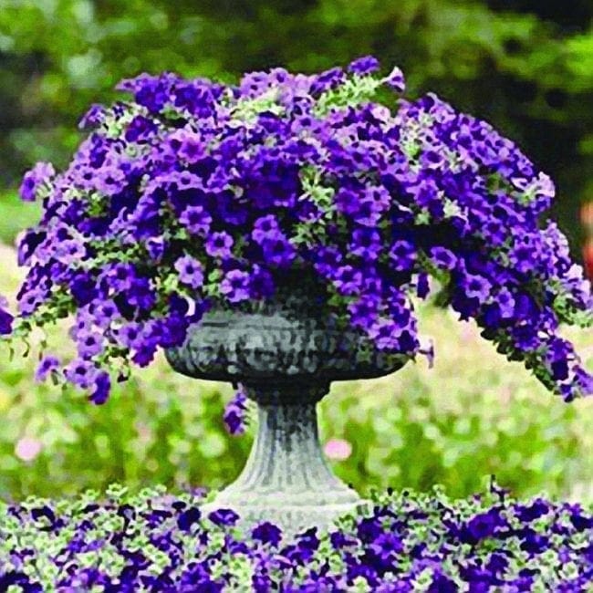 Pétunia Easy Wave® Blue F1 | W.H. Perron