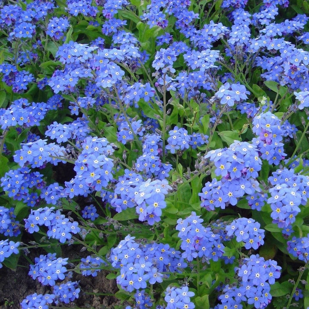 Myosotis Alpestris Blue | W.H. Perron