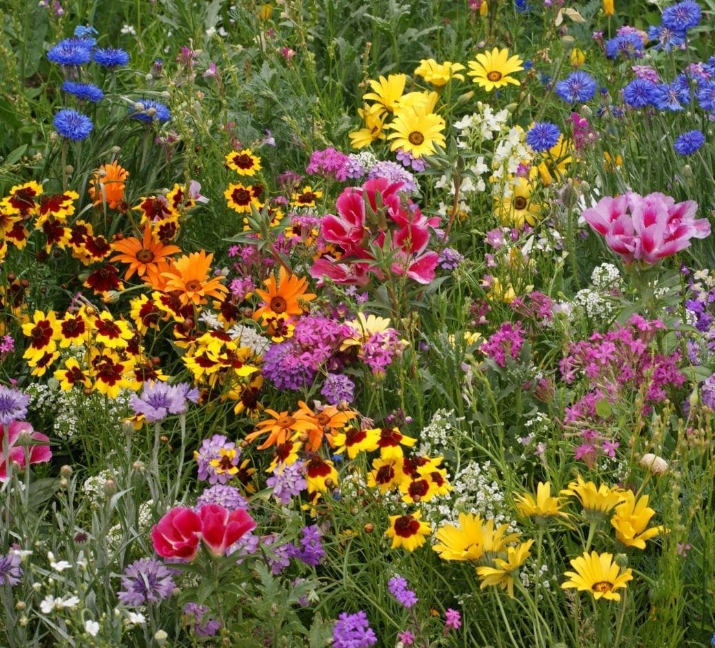 Mélange Fleurs Sauvages Courtes | W.H. Perron
