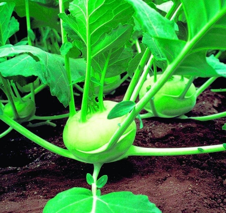 La plantation au jardin des légumes et fines herbes. | W.H. Perron