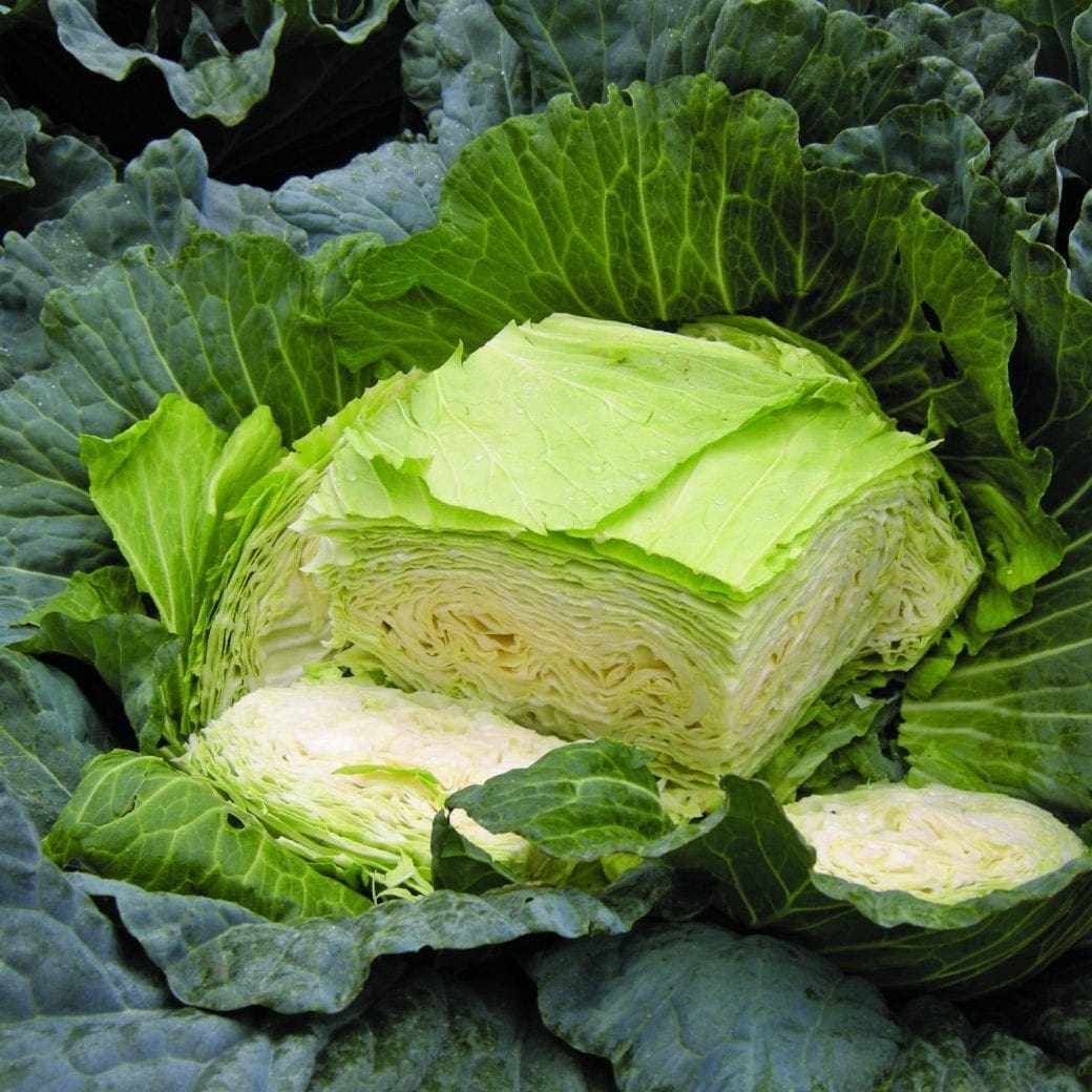 Chou plat Gunma Y.R. F1 | W.H. Perron