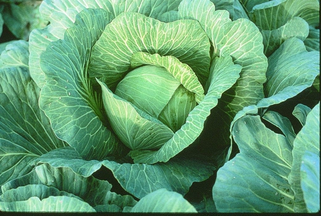 La plantation au jardin des légumes et fines herbes. | W.H. Perron