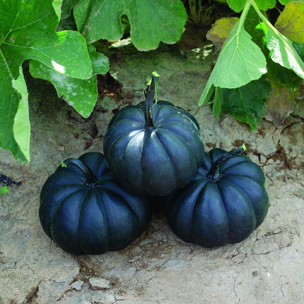 Citrouille Black Kat F1 | W.H. Perron