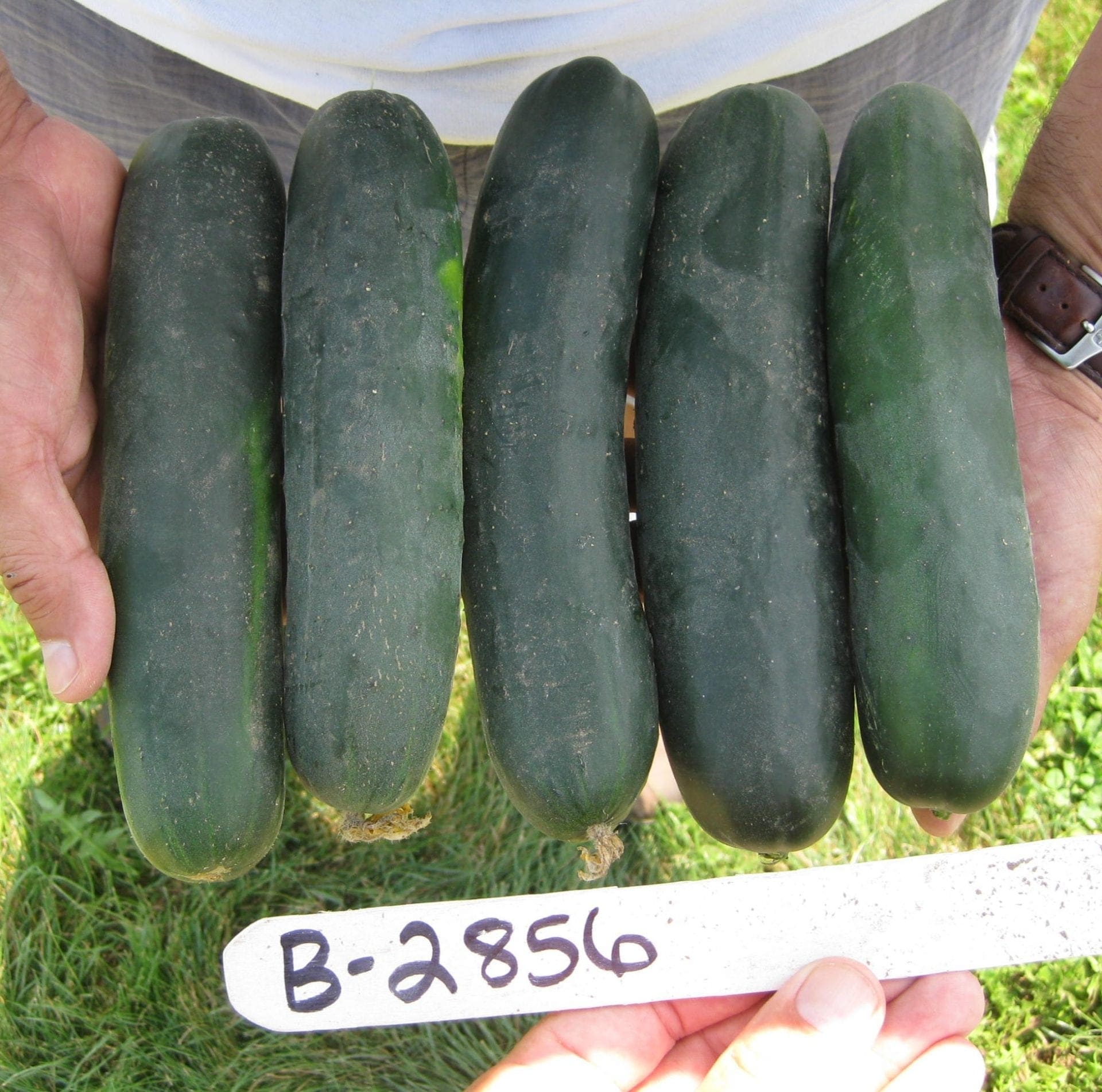 Concombre Lisboa Parthénocarpique F1 | W.H. Perron