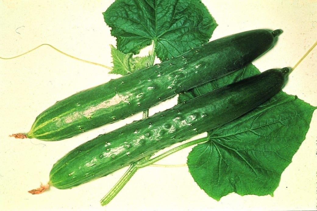 Concombre Burpless No. 26 F1 | W.H. Perron