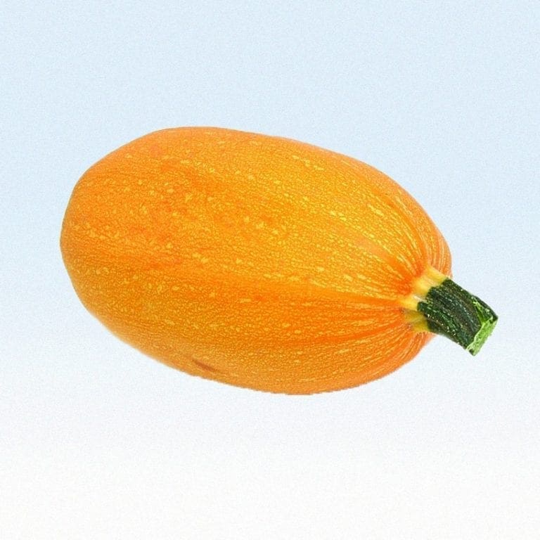 Courge Orangetti F1 | W.H. Perron