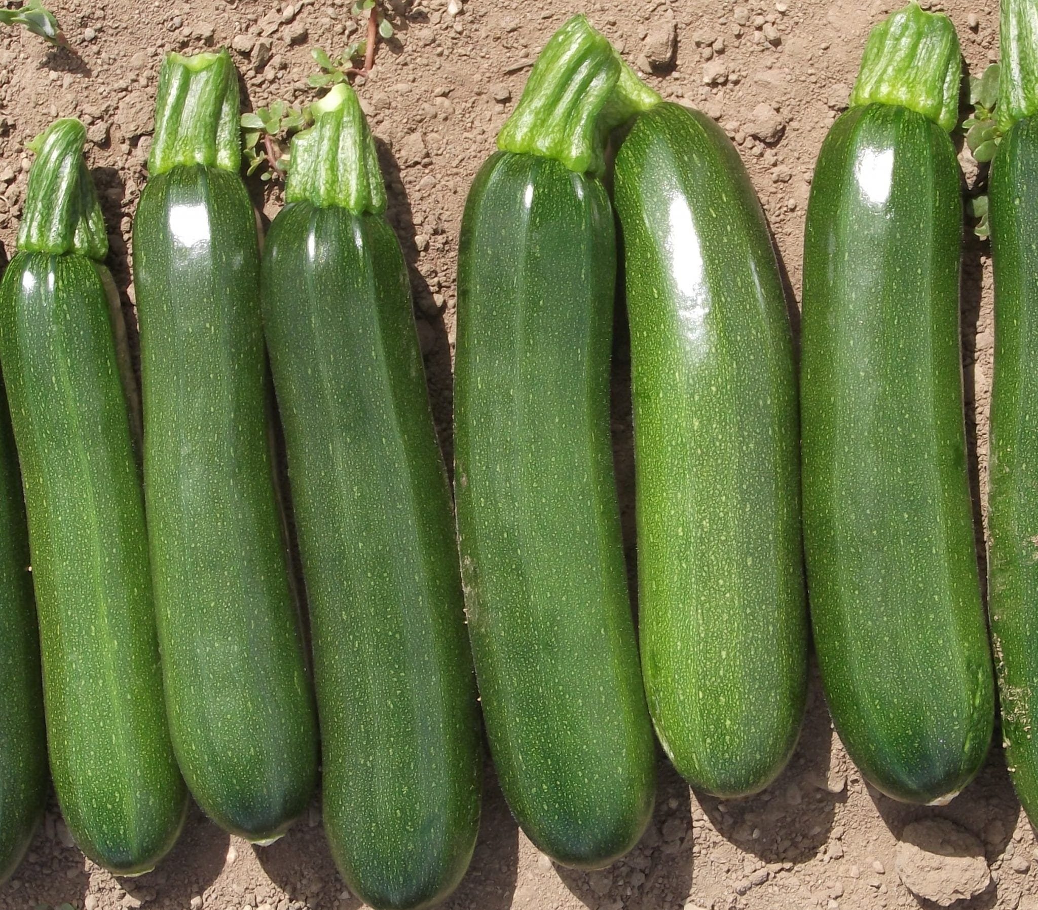 Courge Green Machine F1 | W.H. Perron