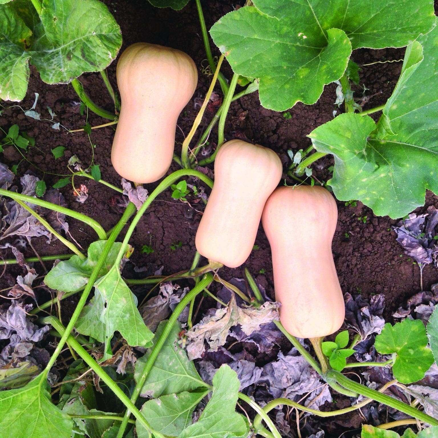 Courge Havana F1 | W.H. Perron