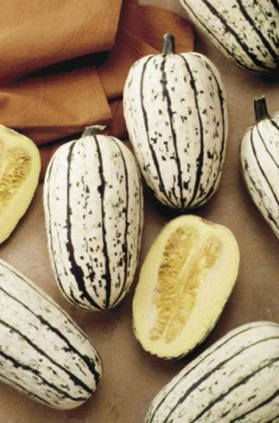 Courge Bush Delicata | W.H. Perron