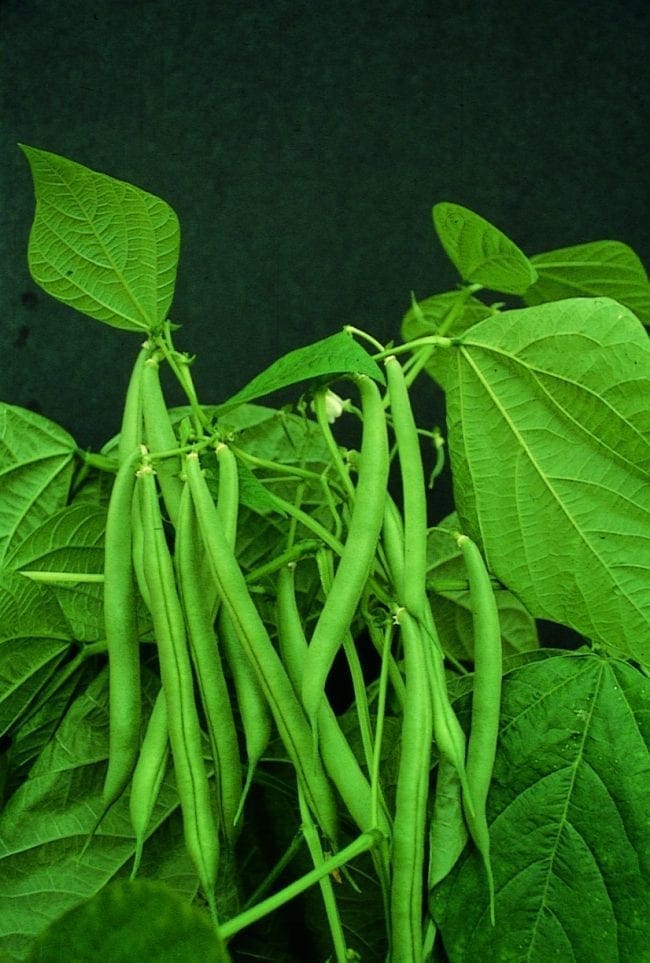 Haricot Blue Lake | W.H. Perron