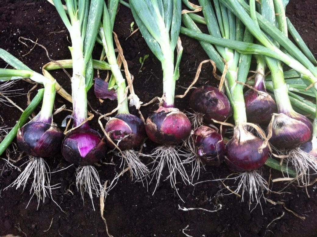 Oignon Red Emperor F1 | W.H. Perron