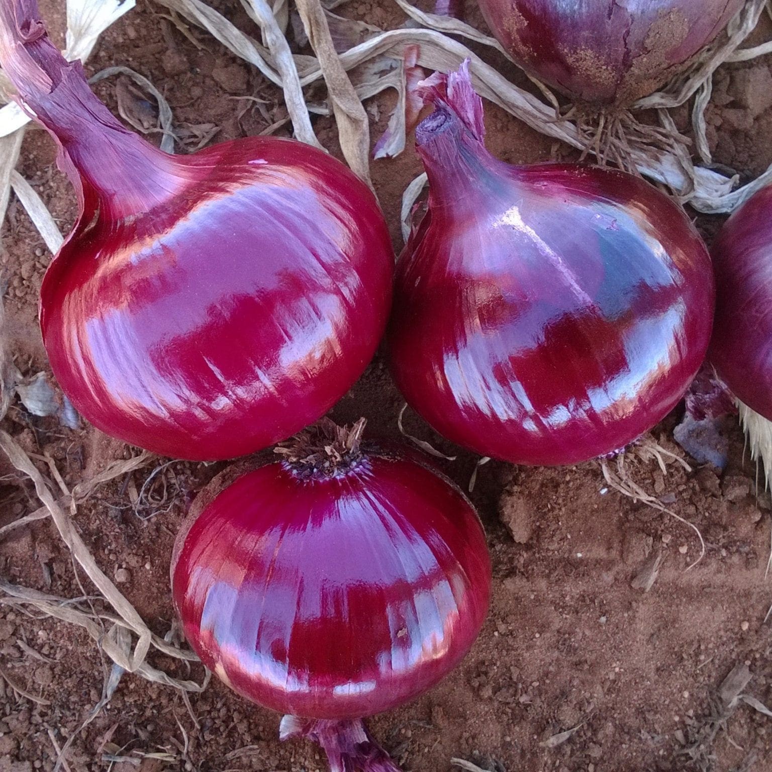 Oignon Monastrell F1 | W.H. Perron