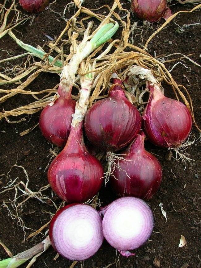 Oignon Red Bull F1 | W.H. Perron