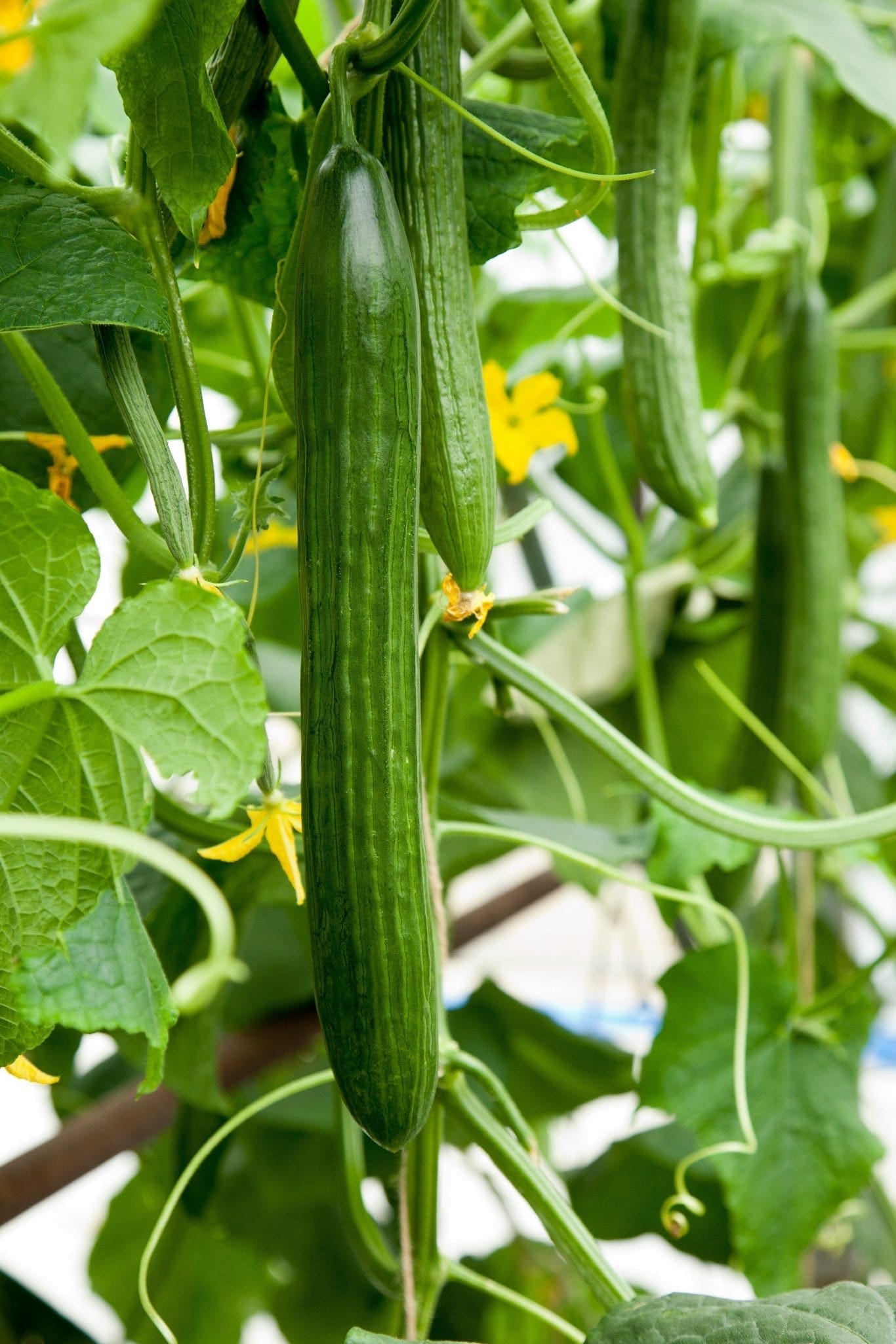 Concombre de Serre Camaro F1 | W.H. Perron