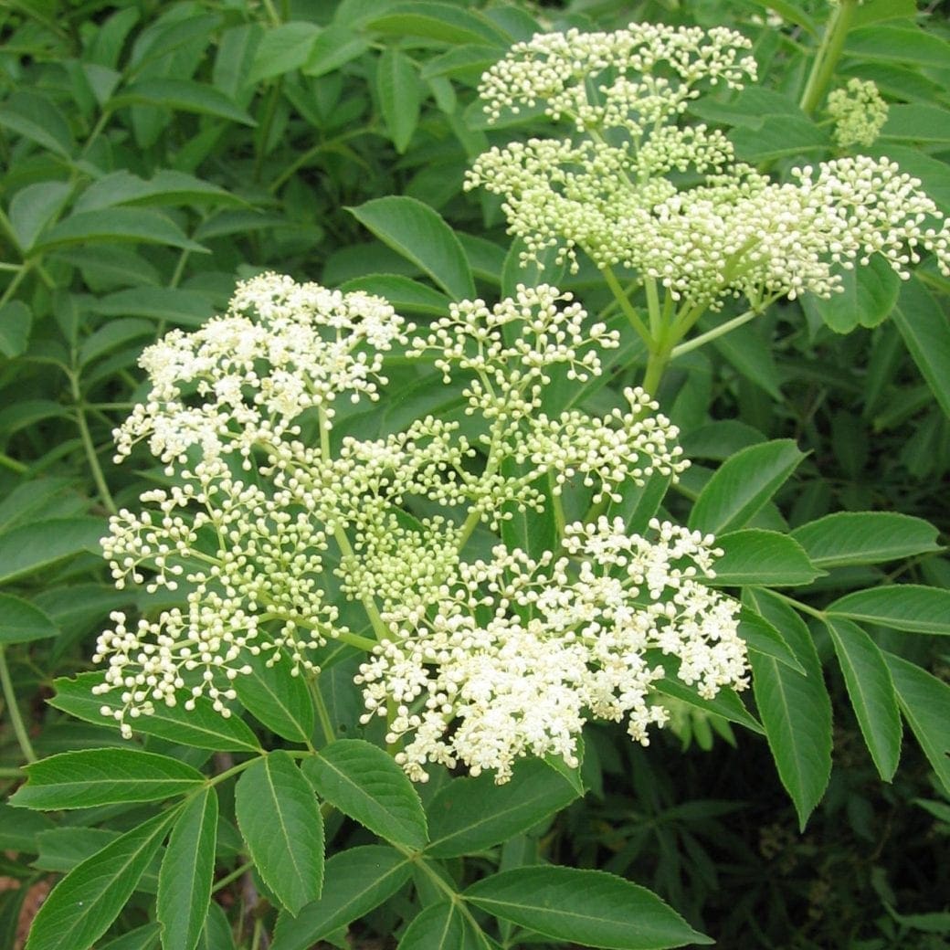 Sureau blanc | W.H. Perron