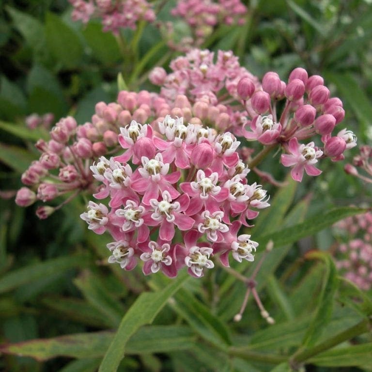 Asclepiade rouge | W.H. Perron