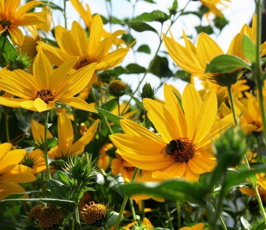 Héliopsis faux-hélianthe | W.H. Perron