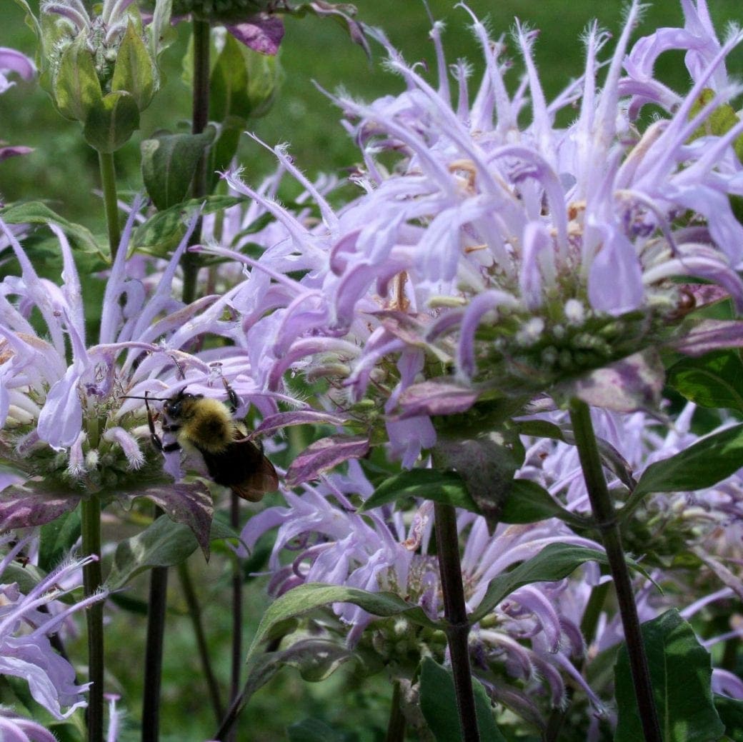 Monarde fistuleuse | W.H. Perron