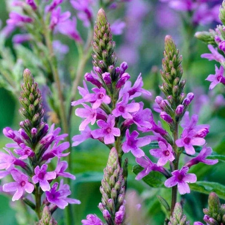 Verveine hastée | W.H. Perron